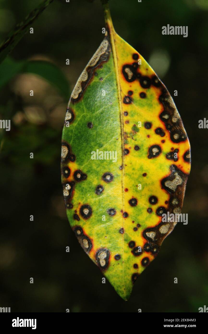 Leaf affected by the black spot disease Stock Photo - Alamy