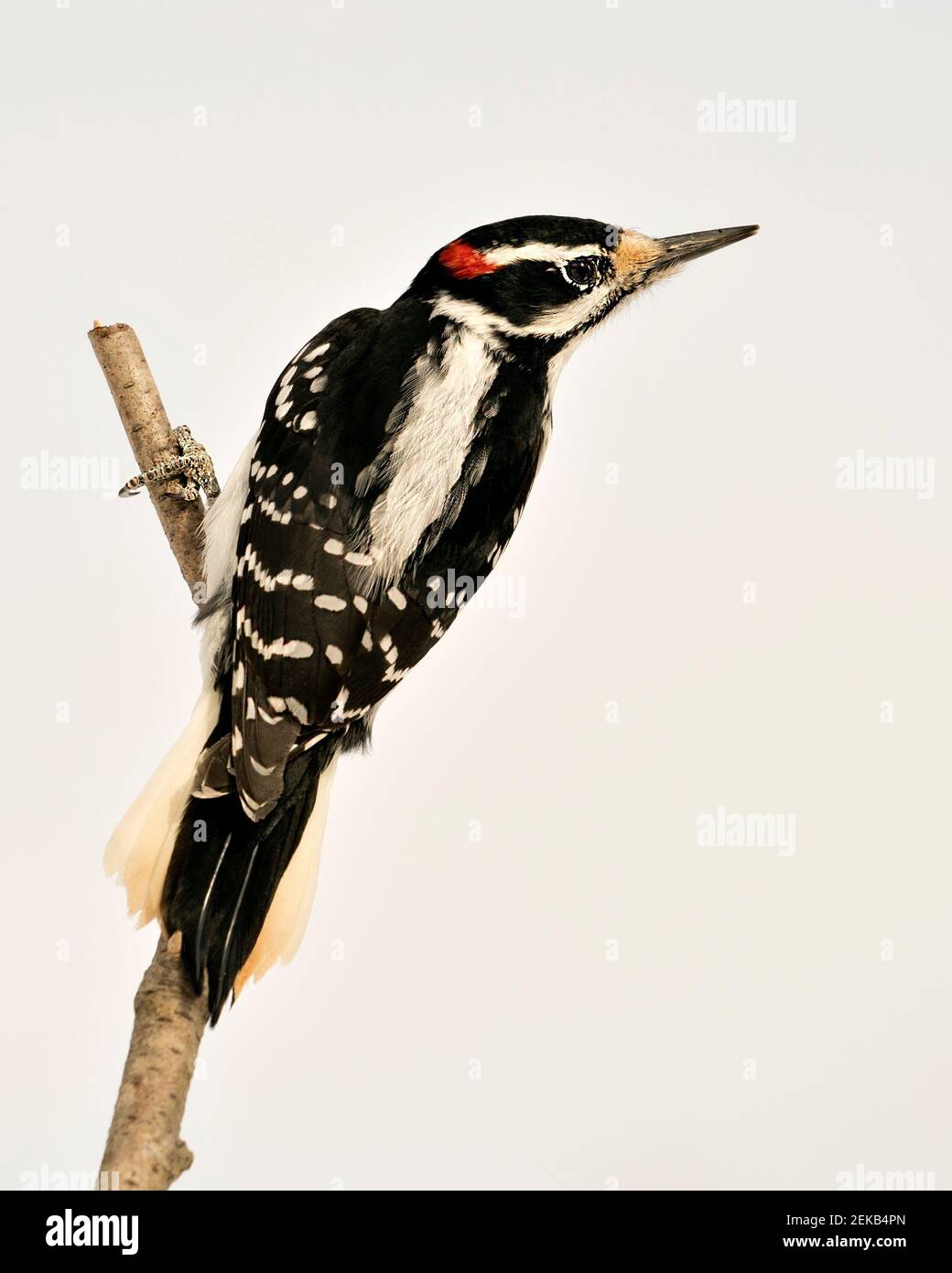 Woodpecker close-up profile view perched on a tree branch with blur ...