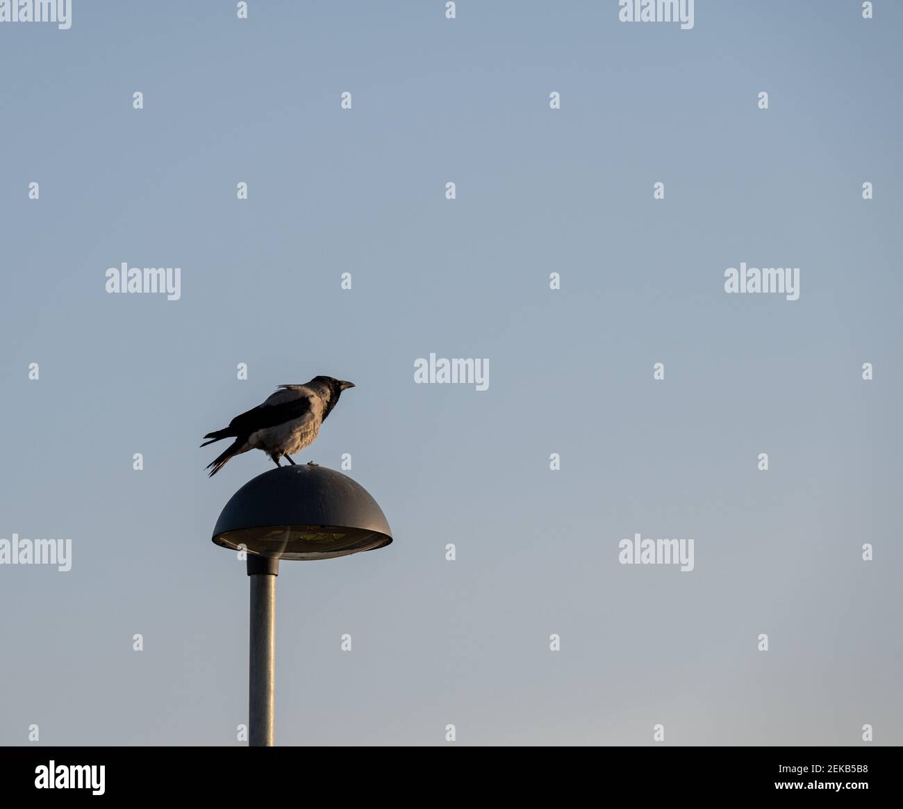 A crow sitting on a lamp post during sunset in a minimalistic scene ...