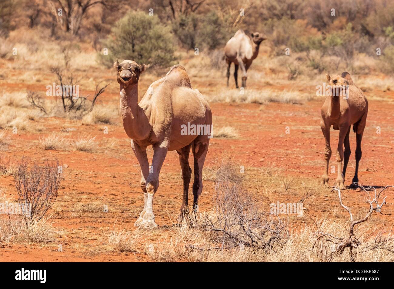 Uluru camel hi-res stock photography and images - Alamy