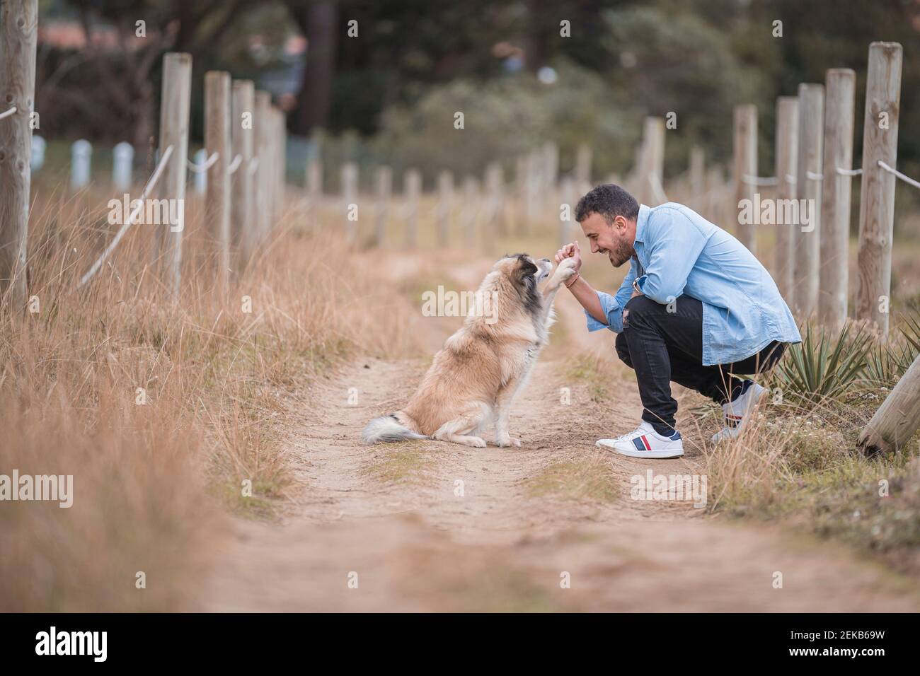 Playing smiling pets domestic animals crouching hi-res stock ...