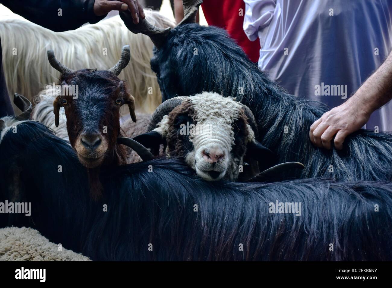 Sacrificial animals at a livestock market ahead of Eid al- Adha ...