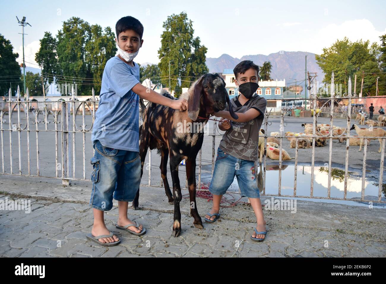 Children posing with their sacrificial animal at a livestock market ...