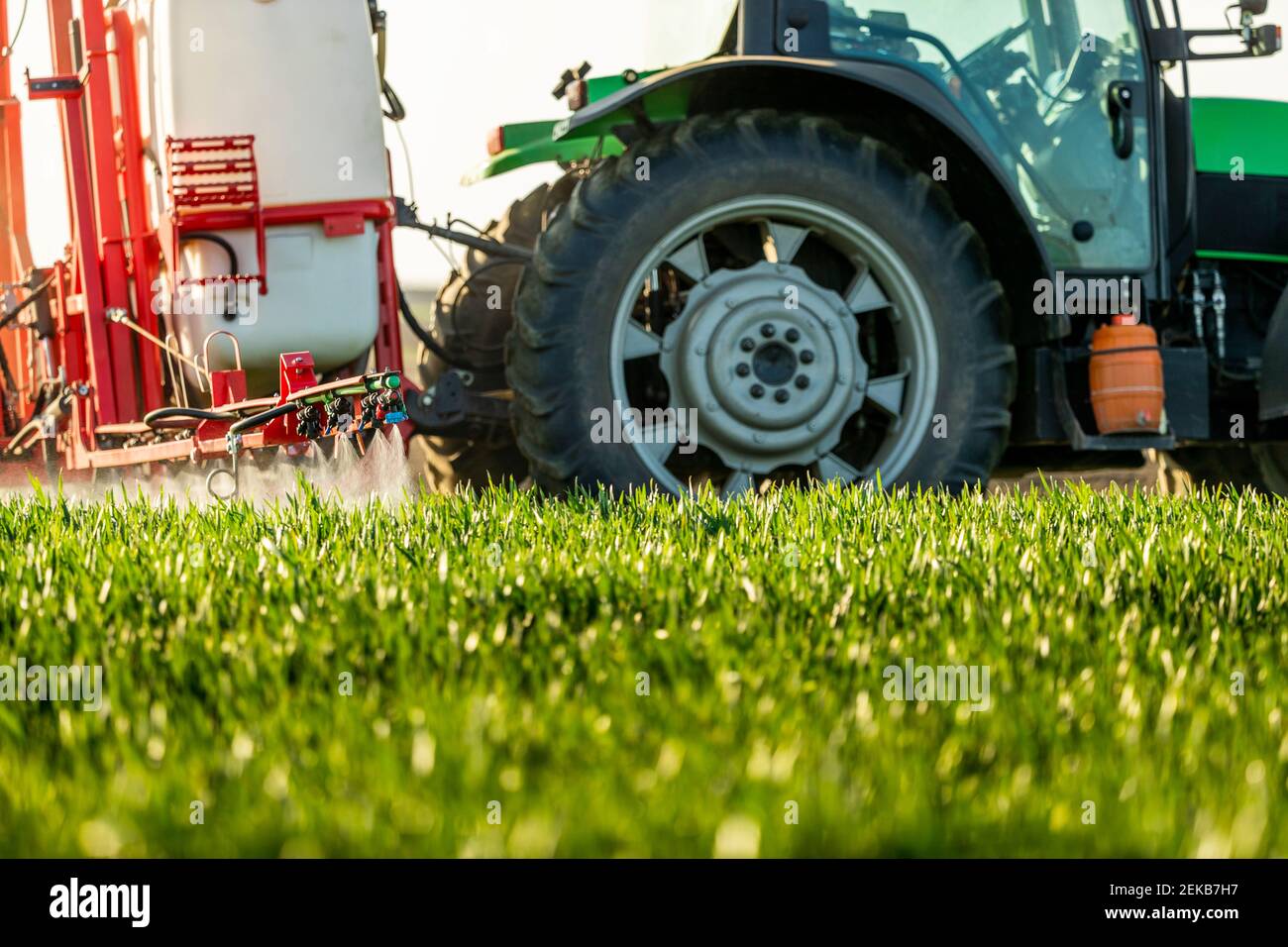 Crop sprayer attached to tractor sprinkling insecticide on crop in farm ...
