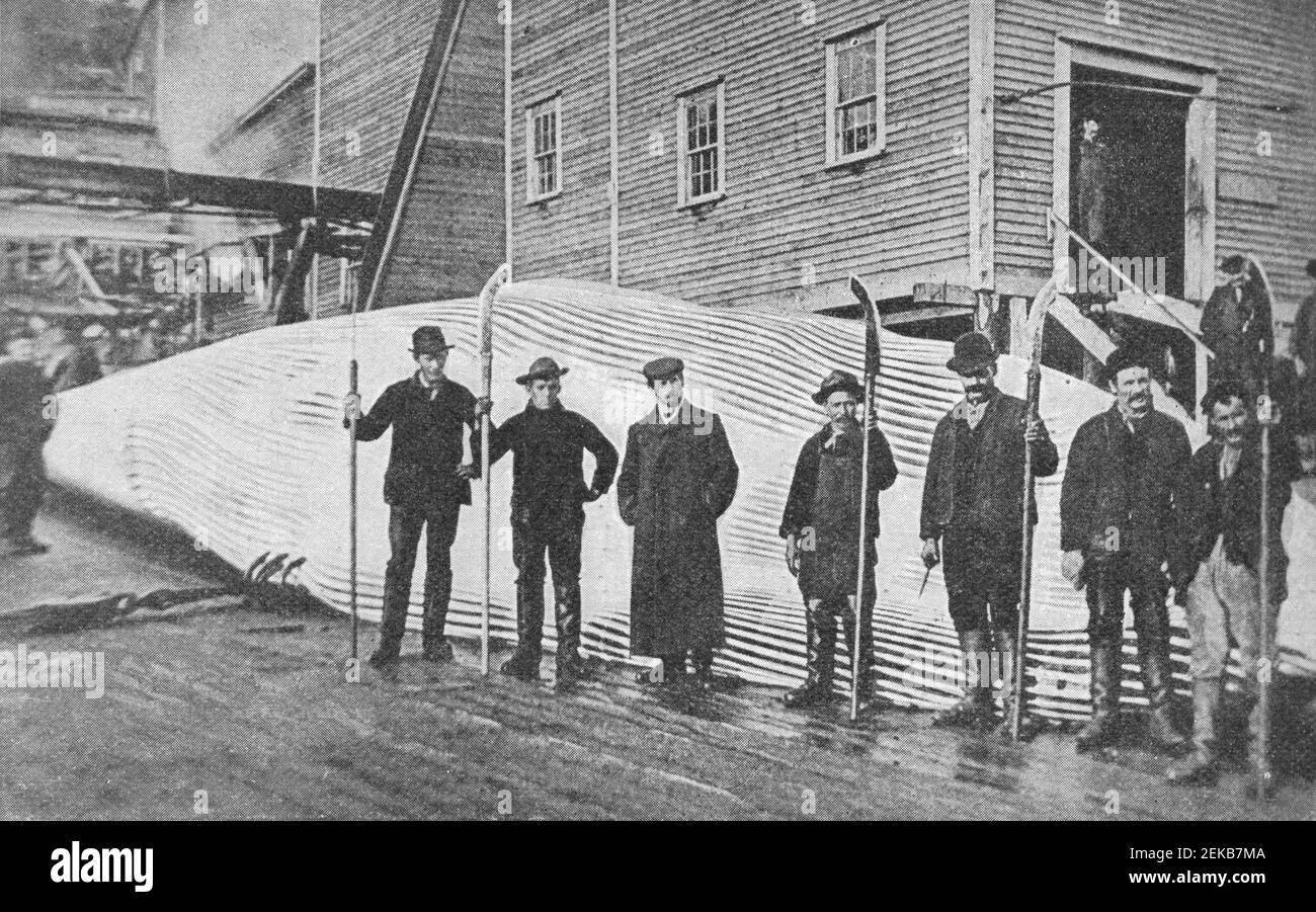Early 20th century photo of men cutting up a dead humpback whale ...