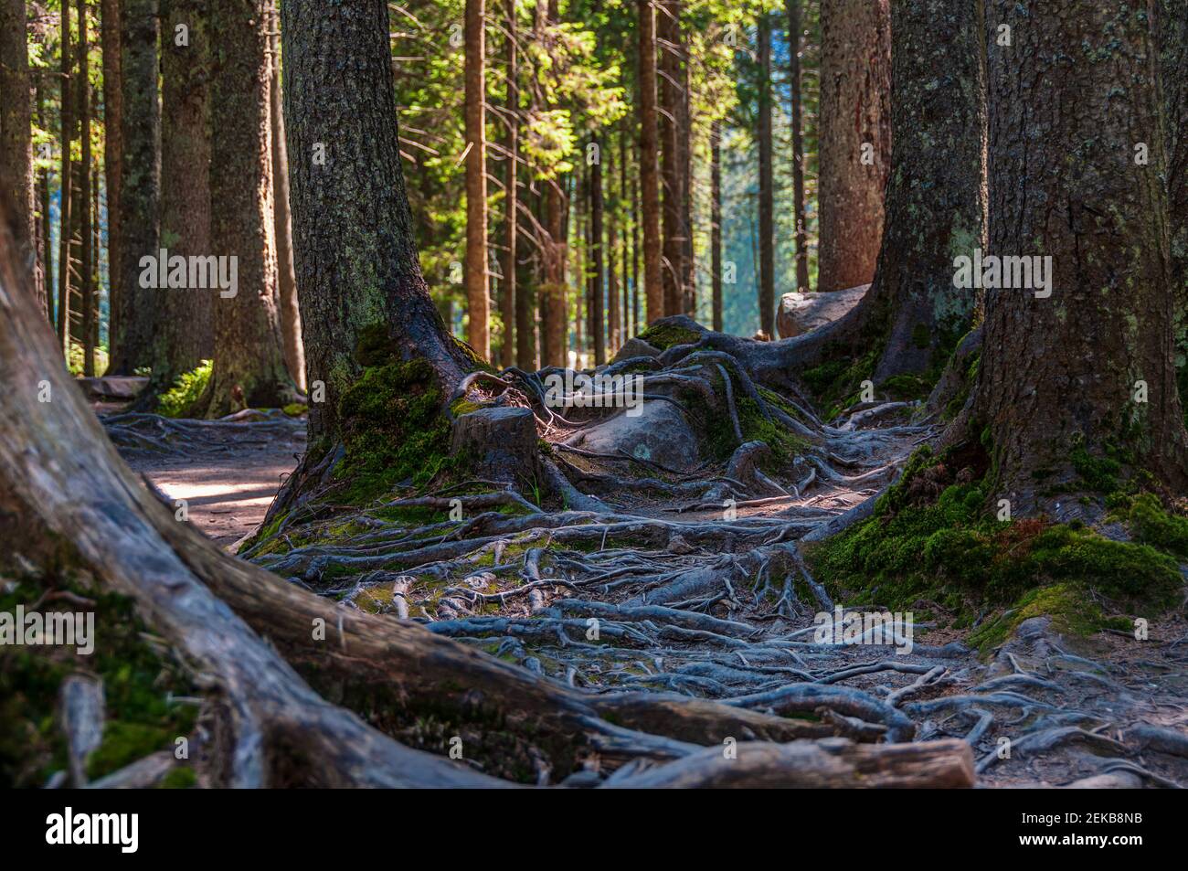 Twisted tree roots hi-res stock photography and images - Alamy