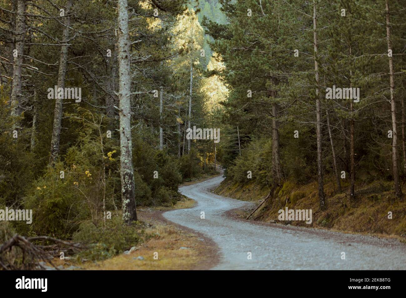 Winding road through forest hi-res stock photography and images - Alamy