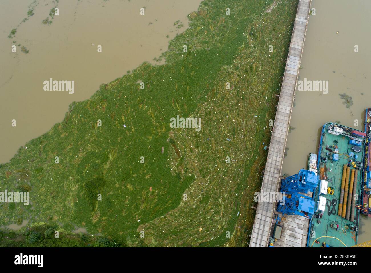 Aerial view of the water hyacinth flowed to Han River by the flood and ...