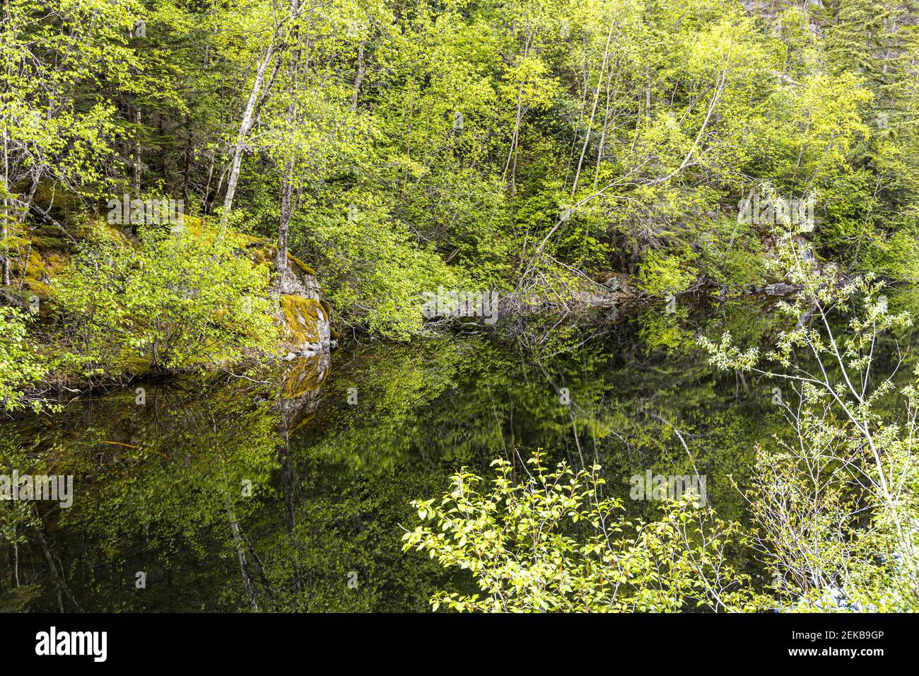 Birch trees reflected in Black Lake beside the Klondike Highway NE of ...