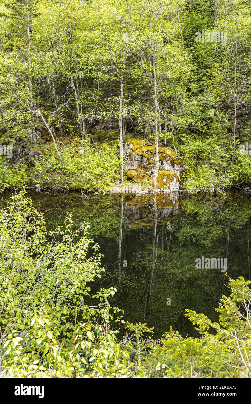 Birch trees reflected in Black Lake beside the Klondike Highway NE of ...