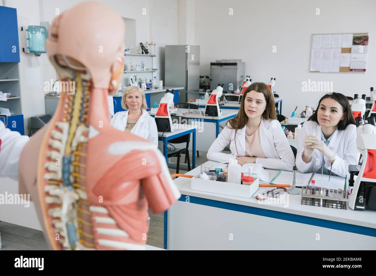 Anatomy model classroom hi-res stock photography and images - Alamy