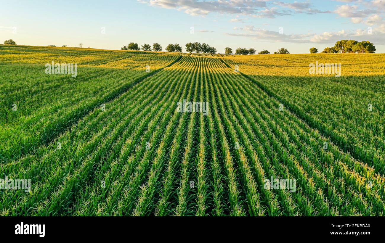Aerial view of field at sunset Stock Photo - Alamy