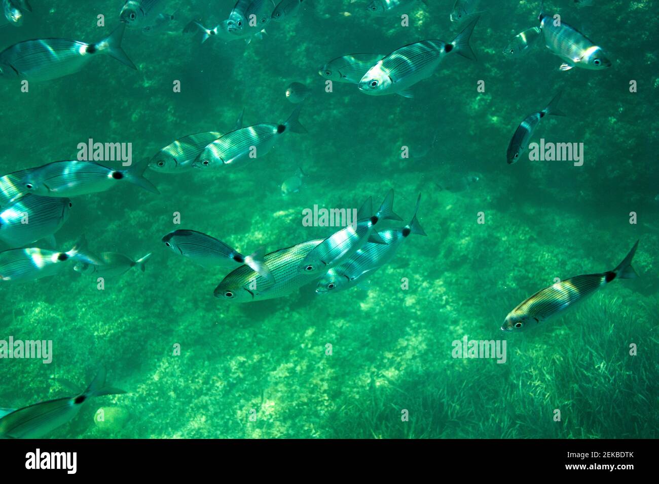 Fish swimming underwater hi-res stock photography and images - Alamy