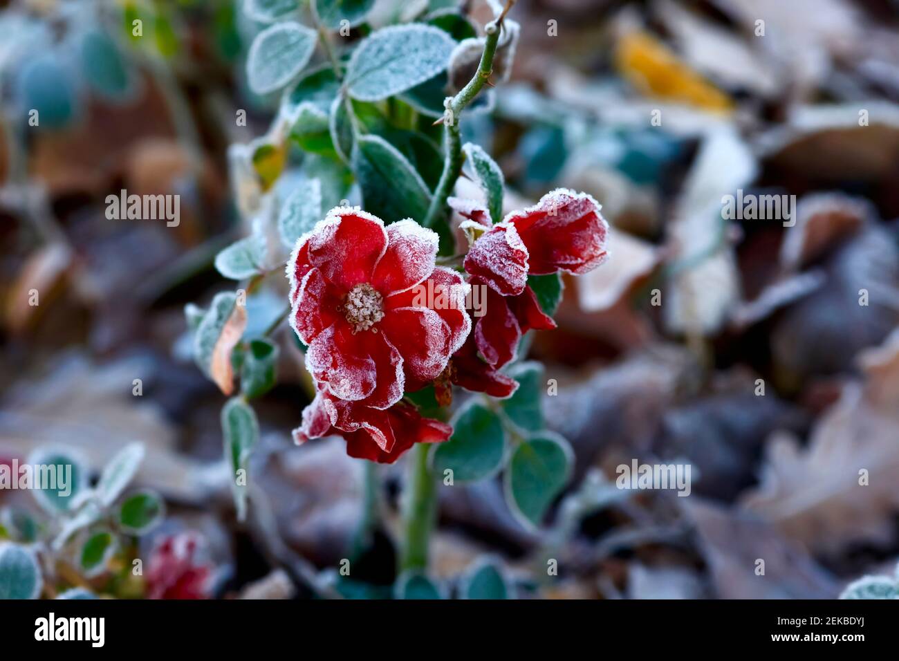 Red winter flowers hi-res stock photography and images - Alamy