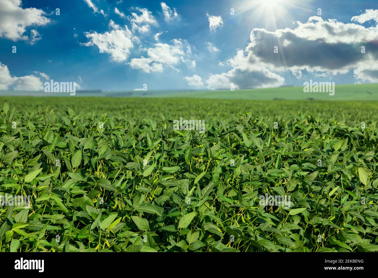 Soy field in the sunshine with blue sky Stock Photo - Alamy