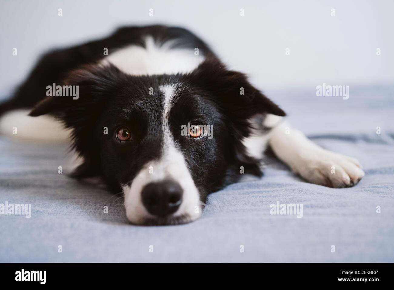 Border Collie resting while lying on bed at home Stock Photo - Alamy