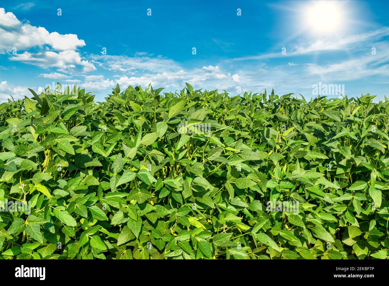 Soybean field ripening spring hi-res stock photography and images - Alamy