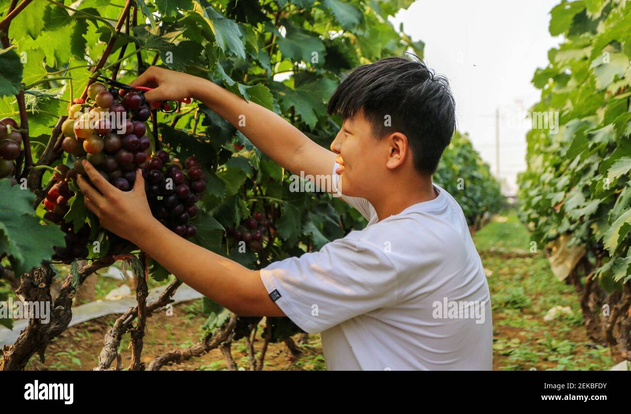 People pick grapes at a grape growing base in Jize county, Handan city ...