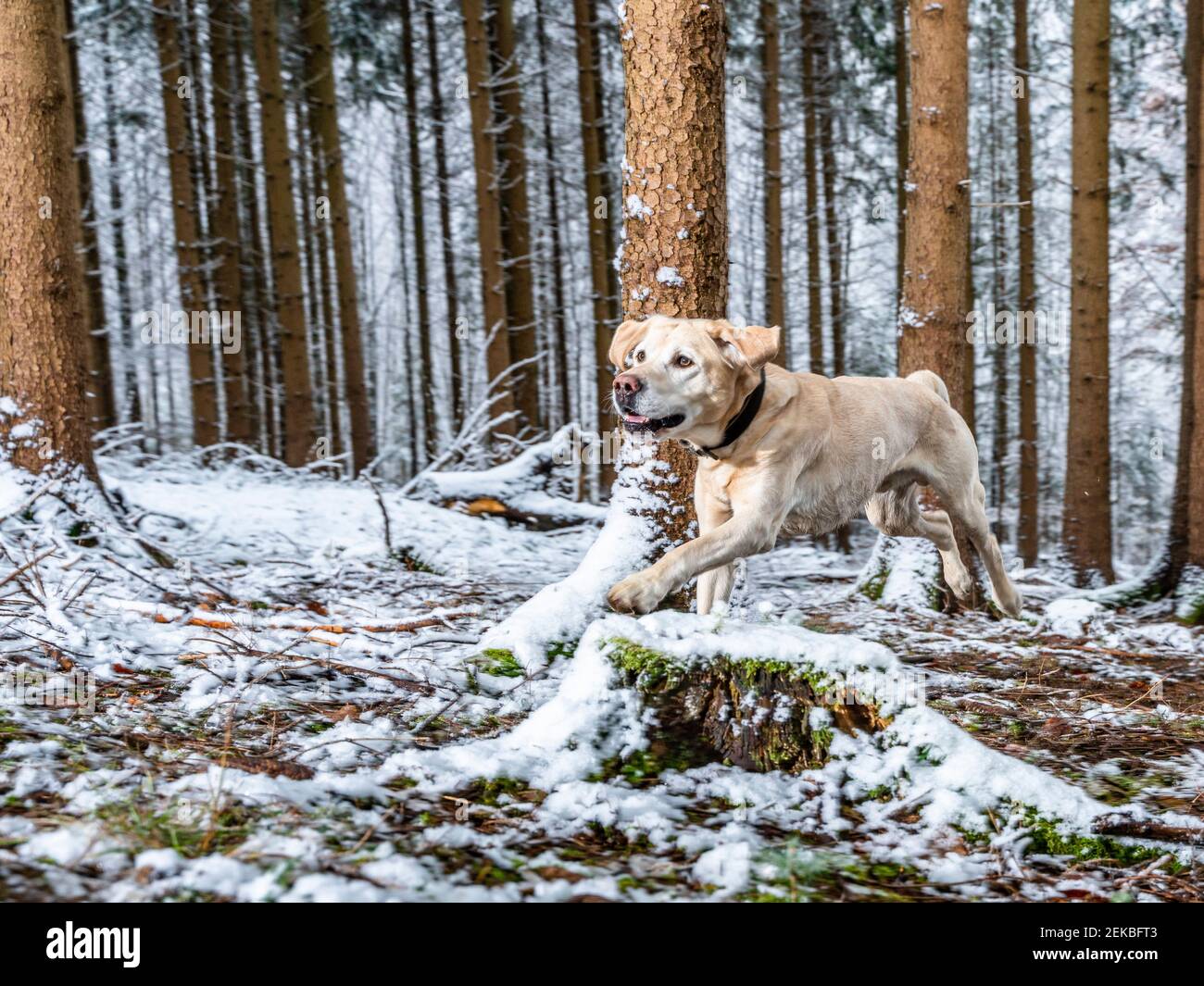 Labrador in winter hi-res stock photography and images - Alamy