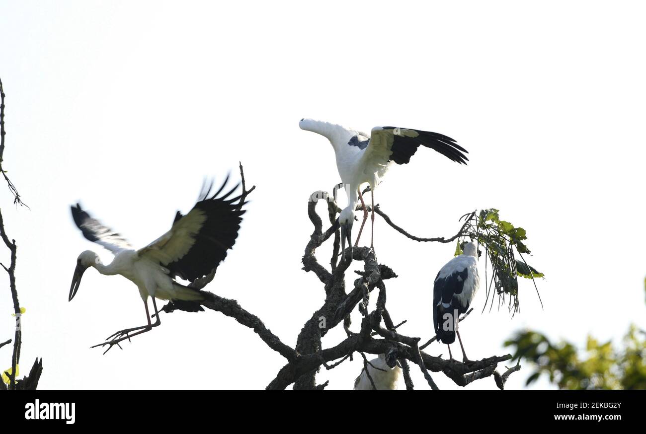 ANLONG, CHINA - JULY 29, 2020 - Egrets rest and play on branches in ...