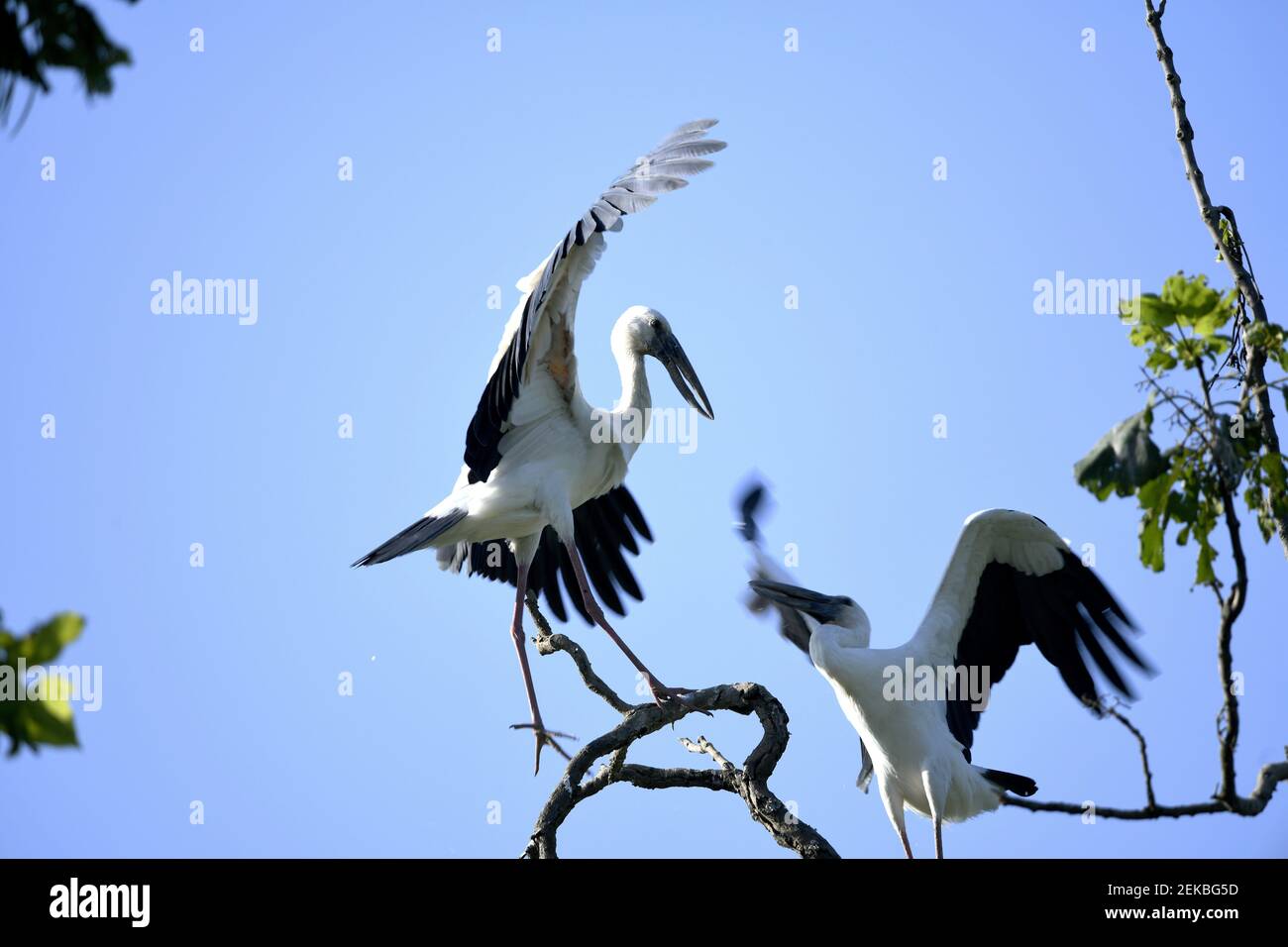 ANLONG, CHINA - JULY 29, 2020 - Egrets rest and play on branches in ...