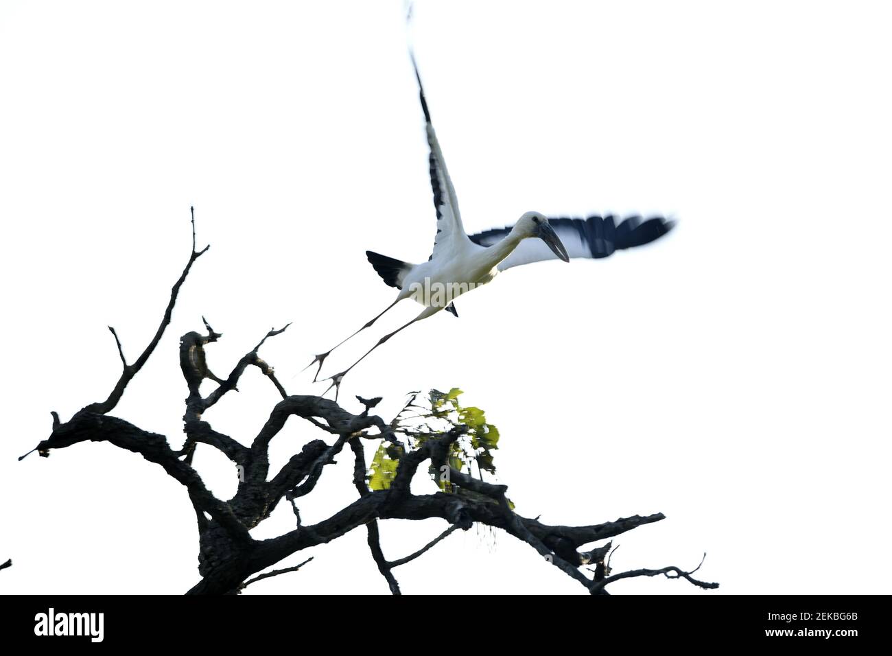 ANLONG, CHINA - JULY 29, 2020 - Egrets rest and play on branches in ...