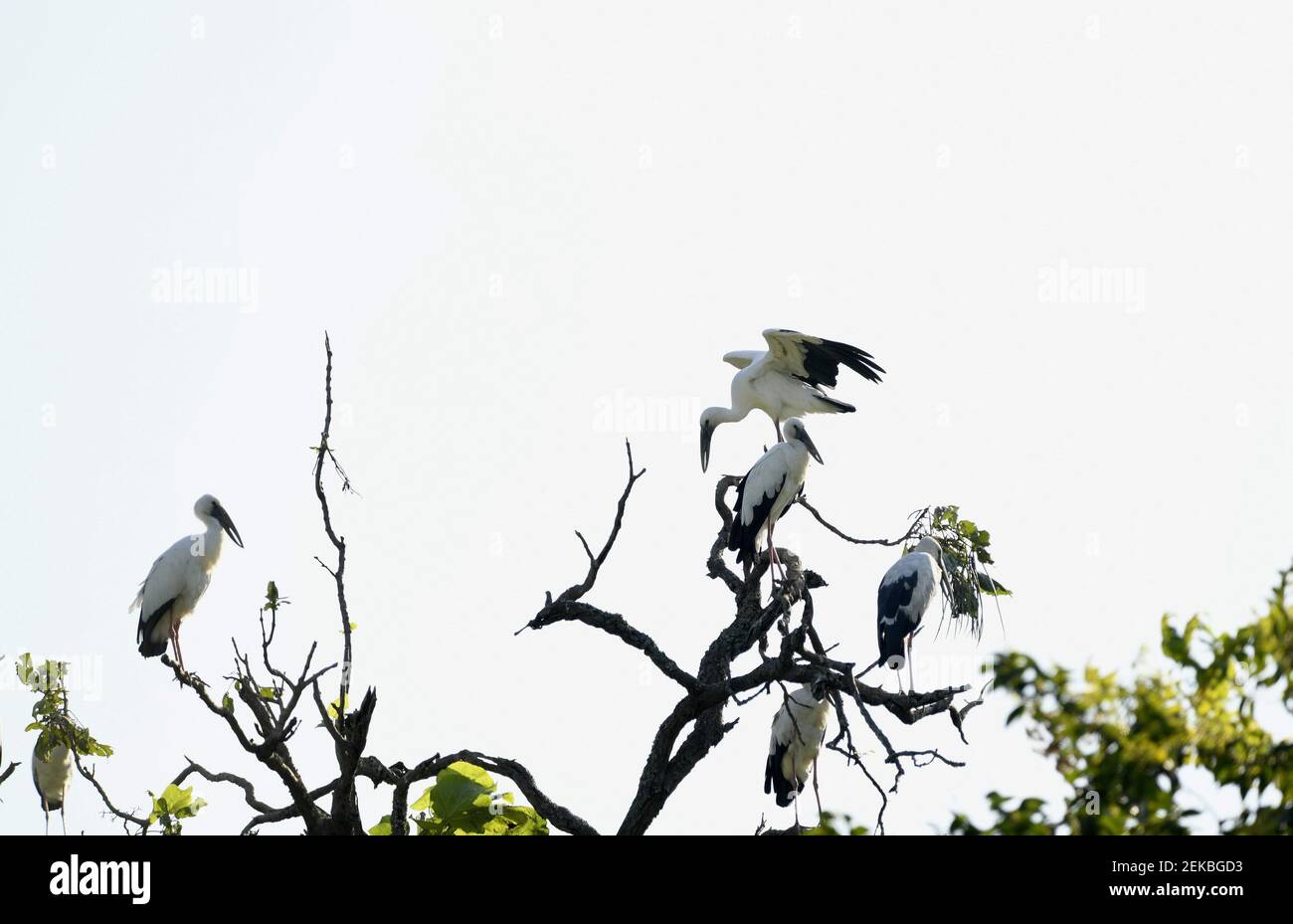 ANLONG, CHINA - JULY 29, 2020 - Egrets rest and play on branches in ...