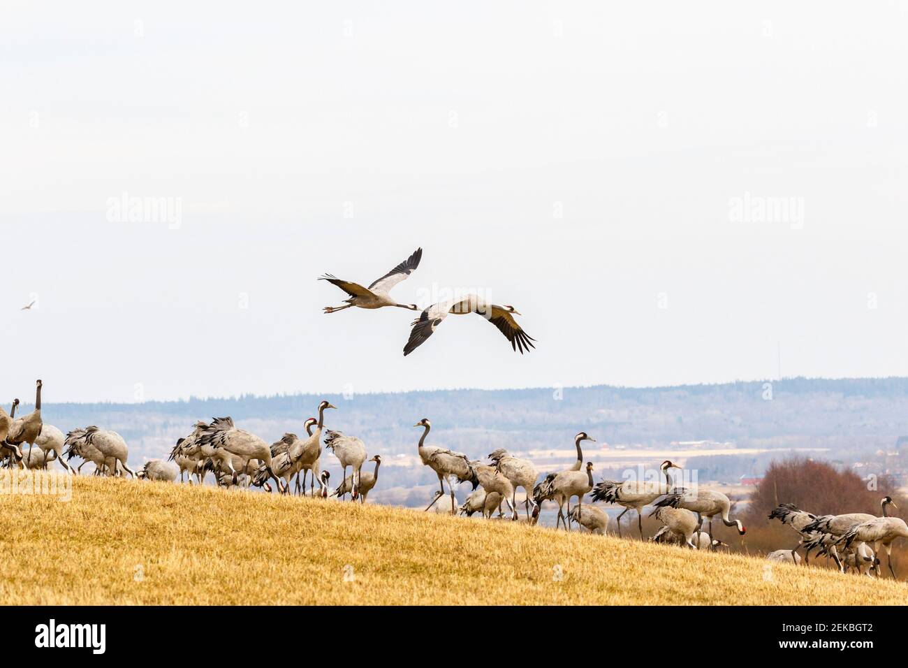 Flock of Cranes on a field and flying in the sky Stock Photo - Alamy