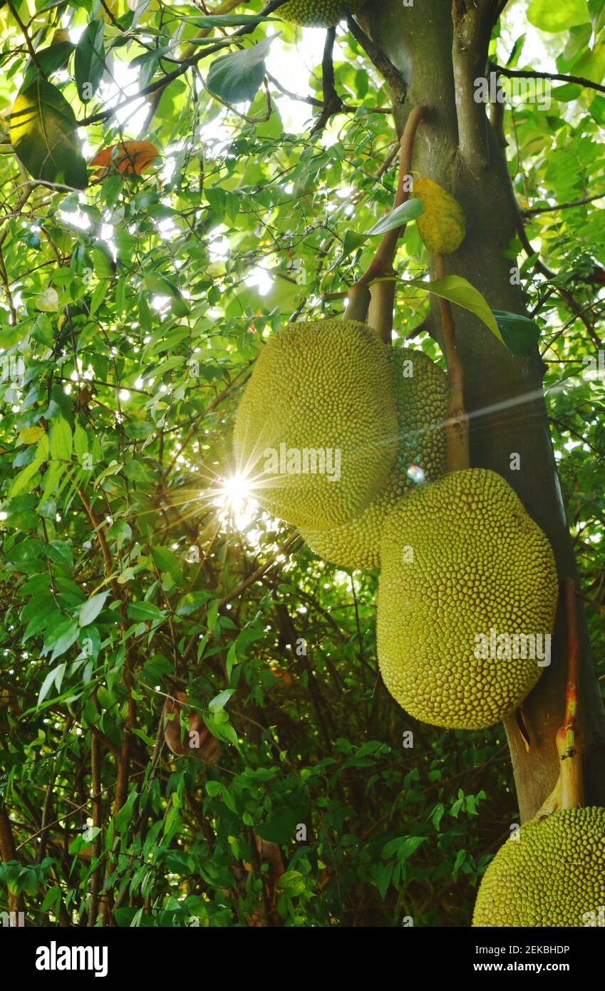 jackfruit growing hanging from branch on tree in farm Stock Photo - Alamy