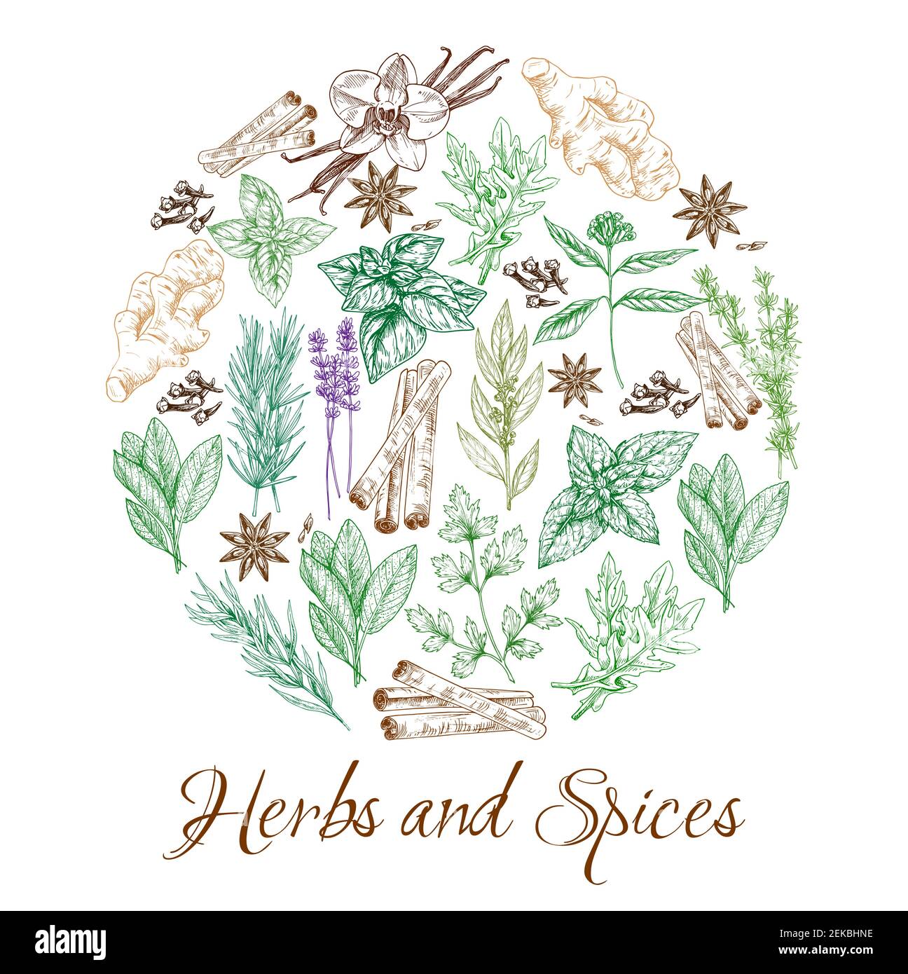 Herbs and spices, sketch seasonings and cooking condiments. Vector ...
