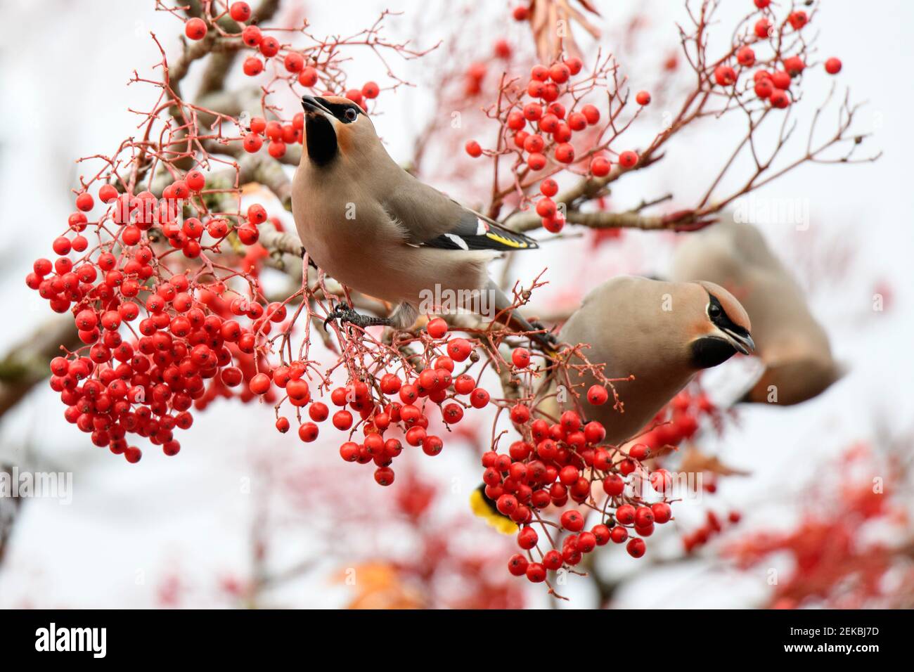 Rowan tree scotland hi-res stock photography and images - Alamy