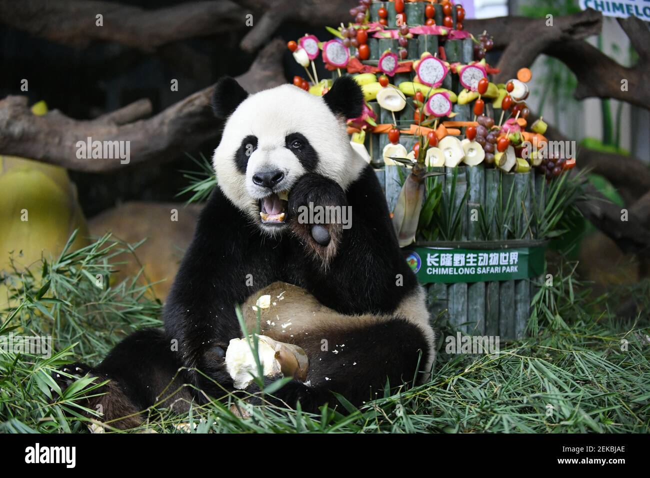 One of the panda triplet is eating bamboo from the three-layered bamboo ...
