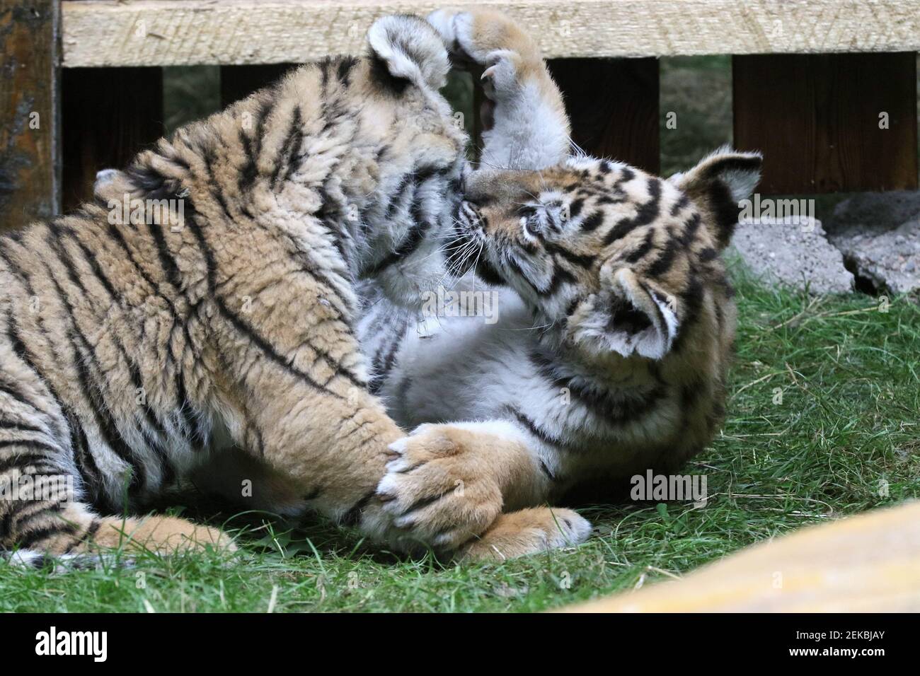 Siberian tigers are running in the forest at the Hengdaohezi Siberian ...