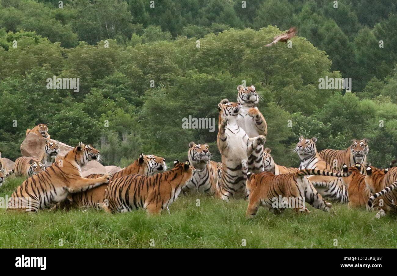Siberian tigers are running in the forest at the Hengdaohezi Siberian ...