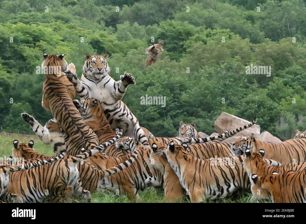 Siberian tigers are running in the forest at the Hengdaohezi Siberian ...