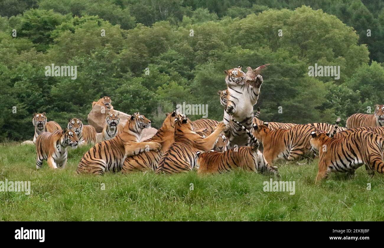 Siberian tigers are running in the forest at the Hengdaohezi Siberian ...