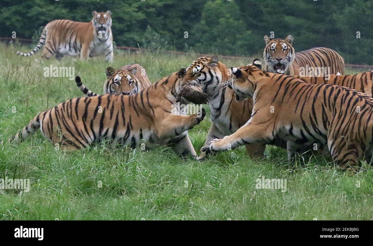 Siberian tigers are running in the forest at the Hengdaohezi Siberian ...
