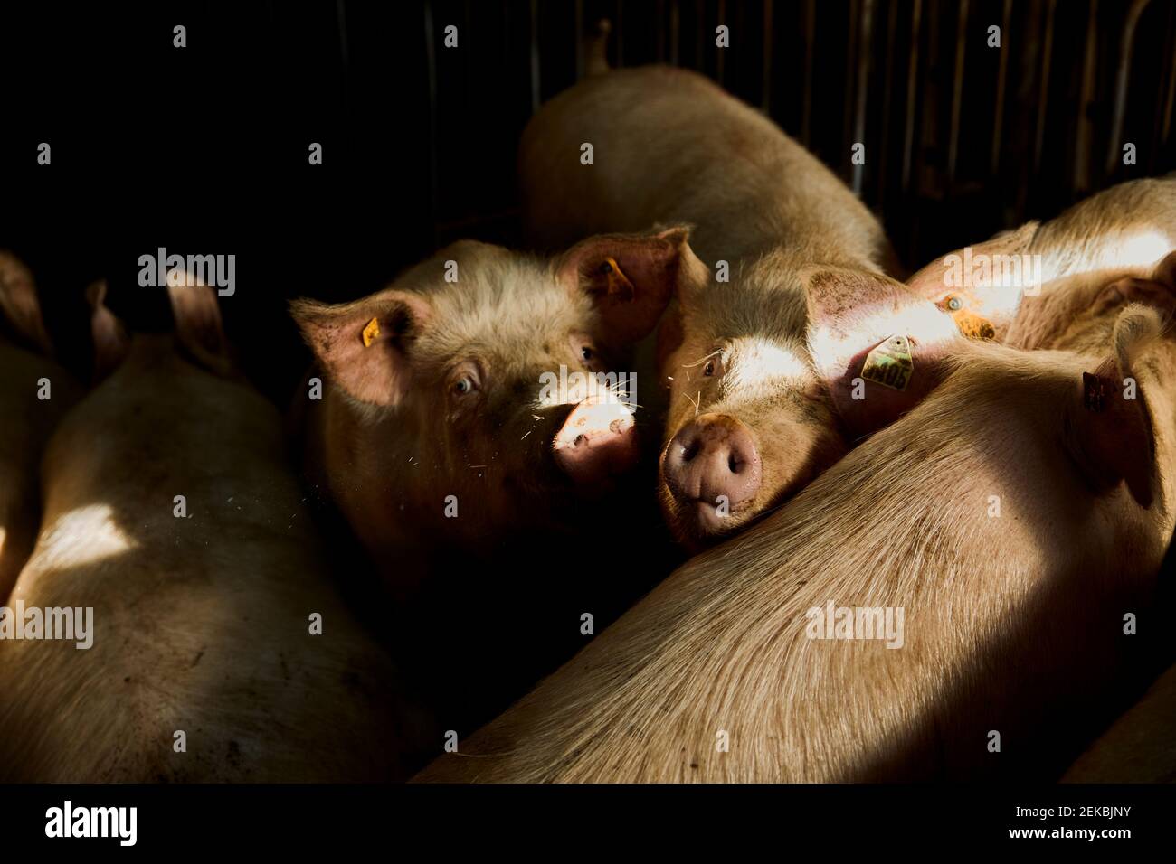 Pigs in animal pen Stock Photo - Alamy