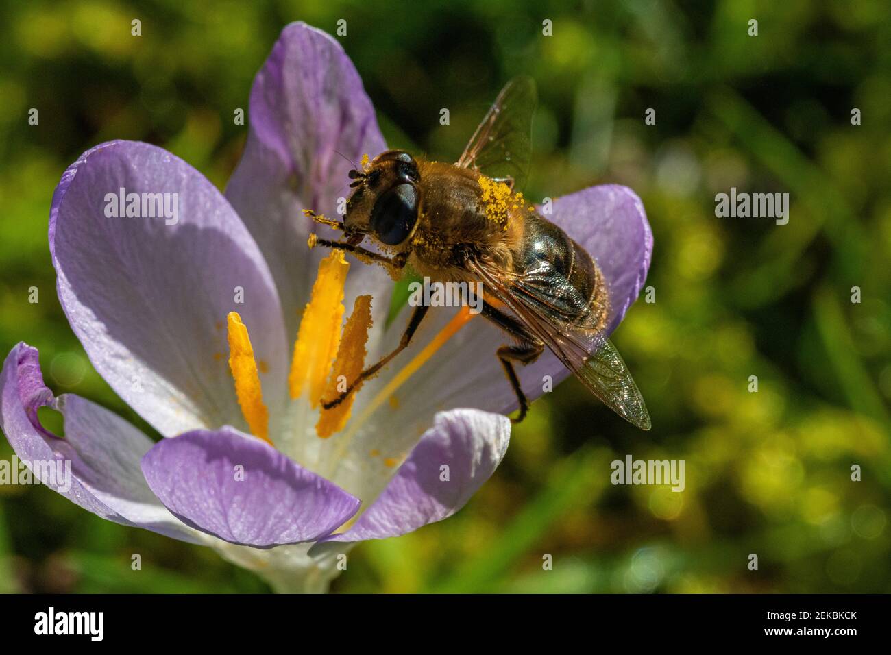 Diptera life cycle hi-res stock photography and images - Alamy