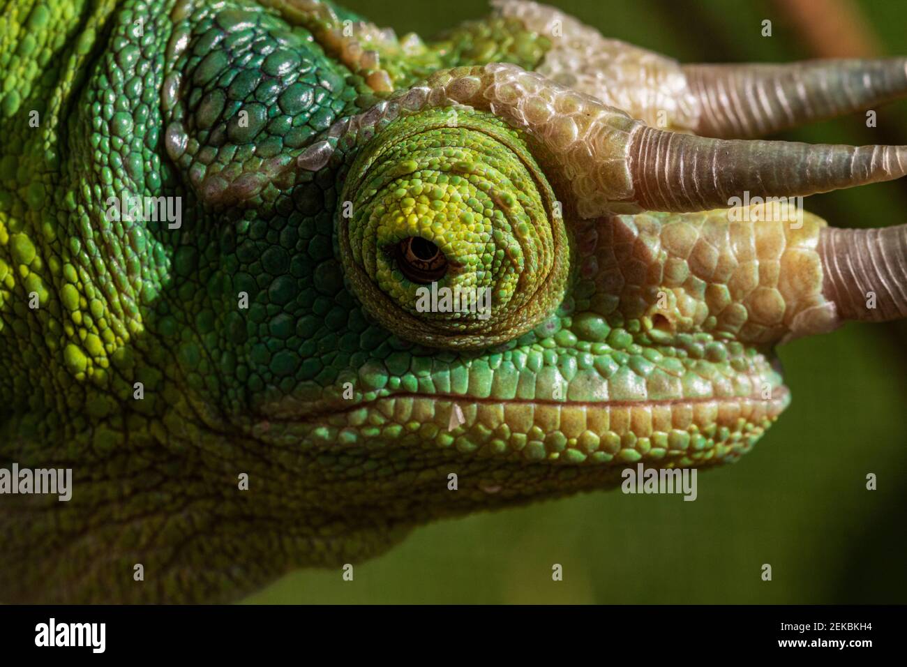 Close up Portrait Detail of a Male Jackson’s Chameleon (Trioceros ...