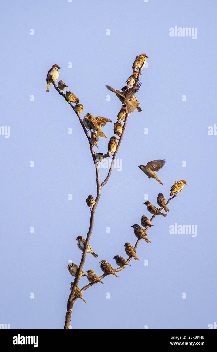 SUQIAN, CHINA - JULY 28, 2020 - Tens of thousands of sparrows rest on ...