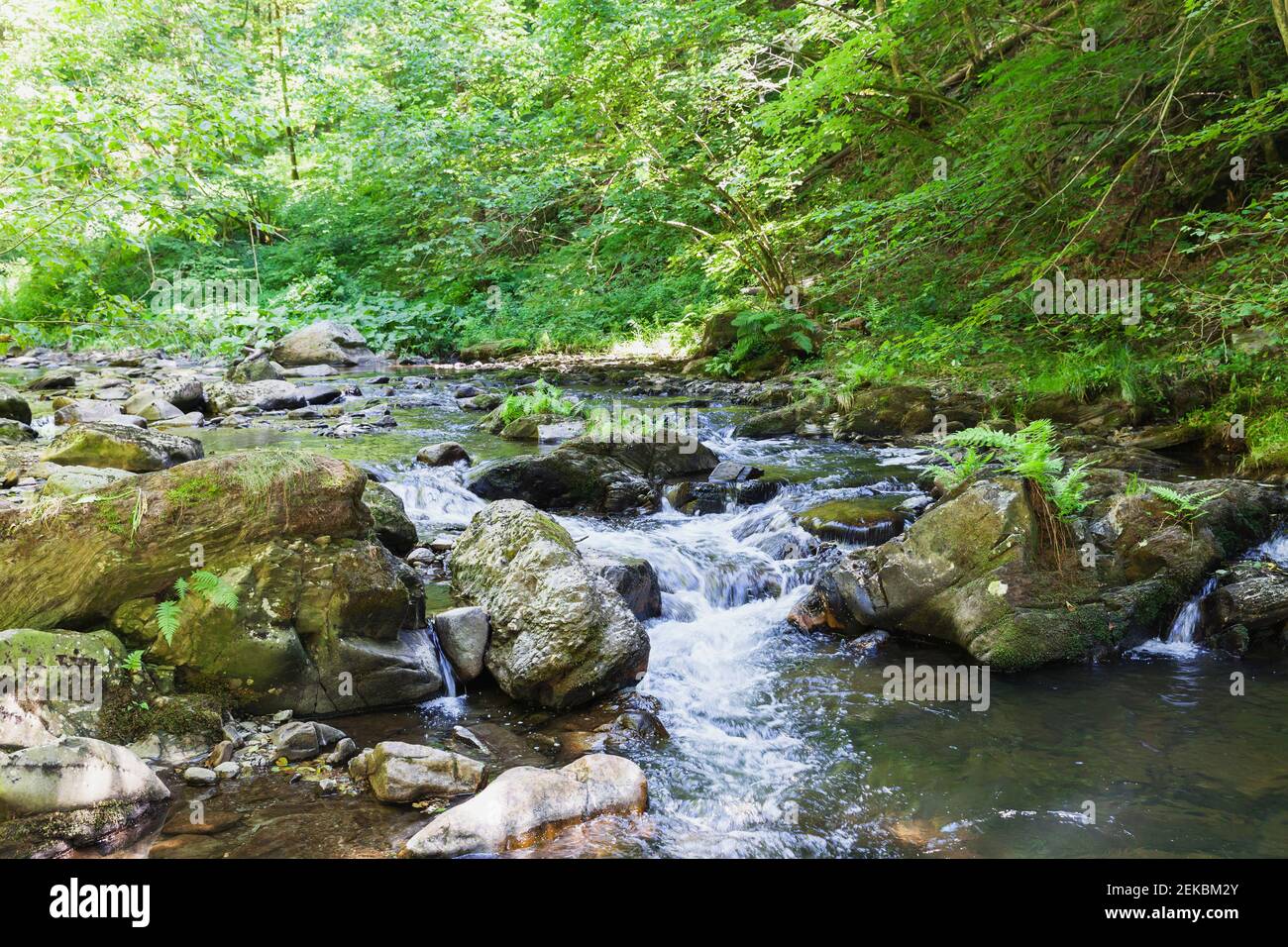 Rock forest hi-res stock photography and images - Alamy