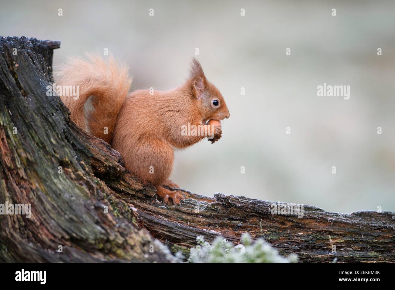 Red squirrel eating hazelnut while sitting on branch Stock Photo - Alamy