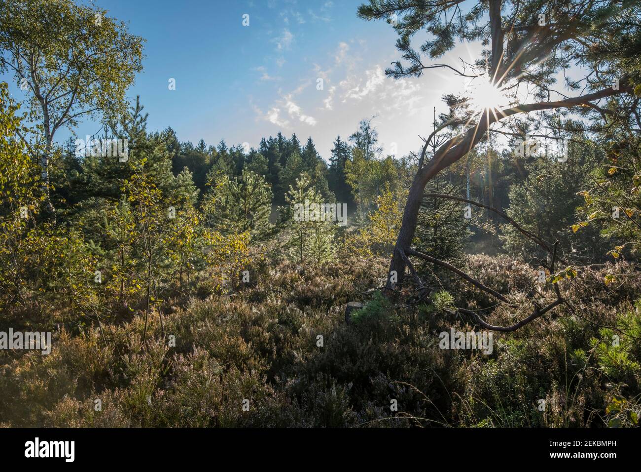 Moor landscape front alps hi-res stock photography and images - Alamy
