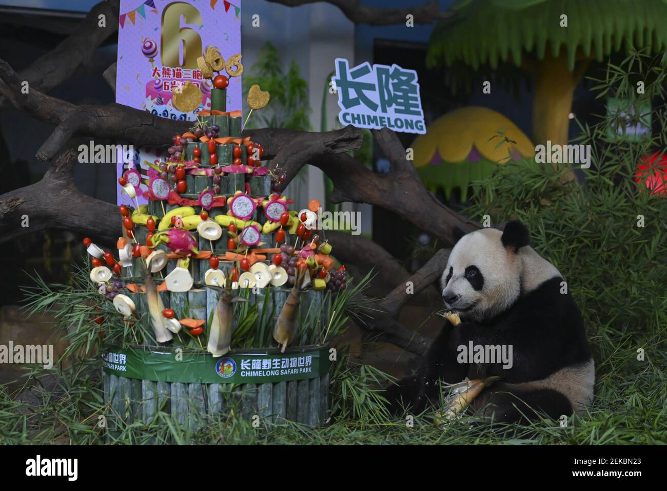 One of the triplet pandas is celebrating its 6th birthday in Guangzhou ...