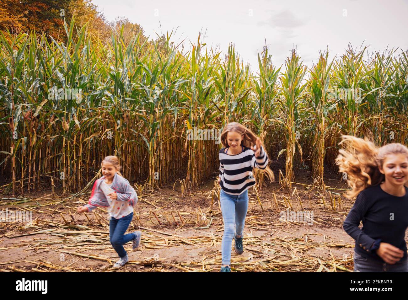 Girls playing while running in corn field Stock Photo - Alamy