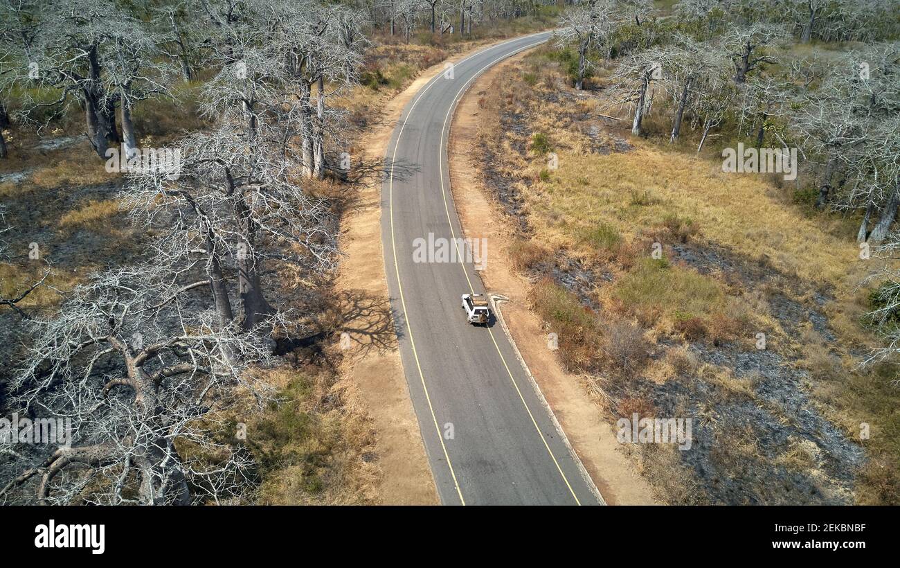 Aerial view of a jeep on a road surrounded by massive baobab trees ...