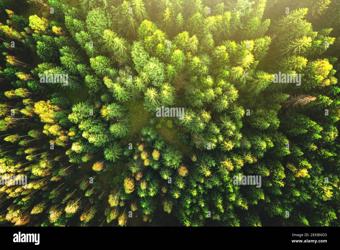 Top down aerial view of bright green spruce and yellow autumn trees in ...