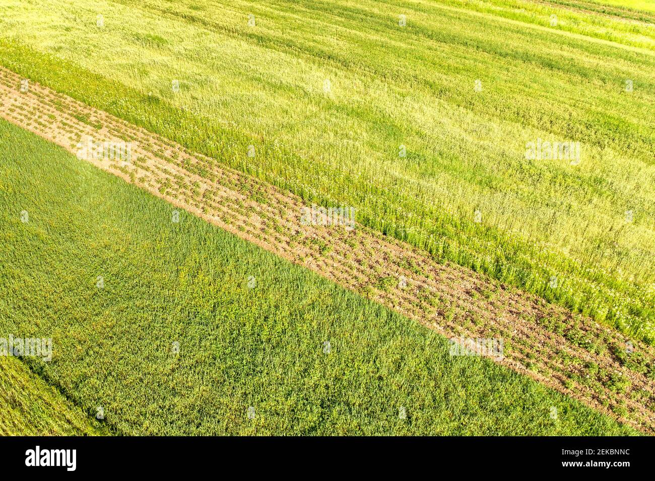 Aerial view of green agricultural fields in spring with fresh ...