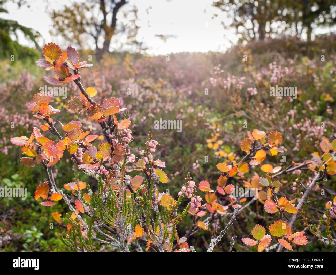 Tundra flowers hi-res stock photography and images - Alamy